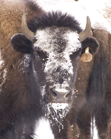 Tibetan yak meat | bison meat | for sale